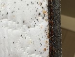 Can Bed Bugs Live On Plastic Mattress Encasements – Townhustle