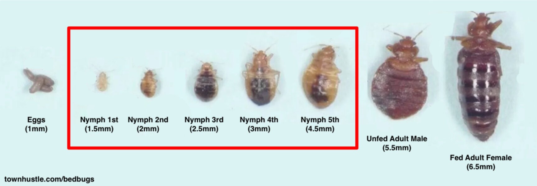 Bed Bug Life Cycle: Everything You Need To Know – Townhustle