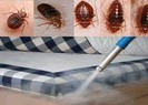 How To Use Cryonite To Kill Bed Bugs (An Expert Guide) – Townhustle