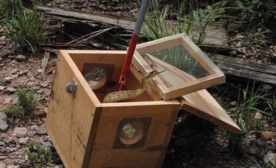 6 Best Snake Traps: Reviews (Definitive Buying Guide) – Townhustle